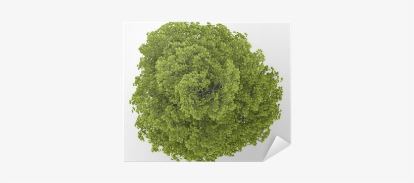 Top View Of Common Lime Tree Isolated On White Background - Lindens ...