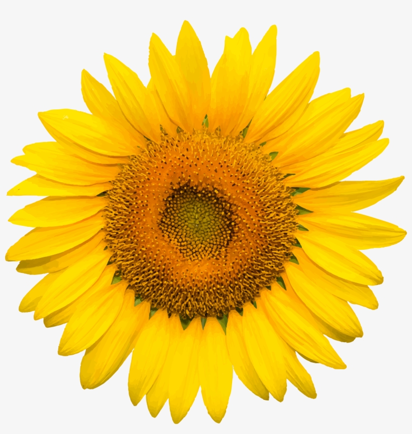 Sunflower Transparent Image Gallery - Sun Flower - Free Transparent PNG ...