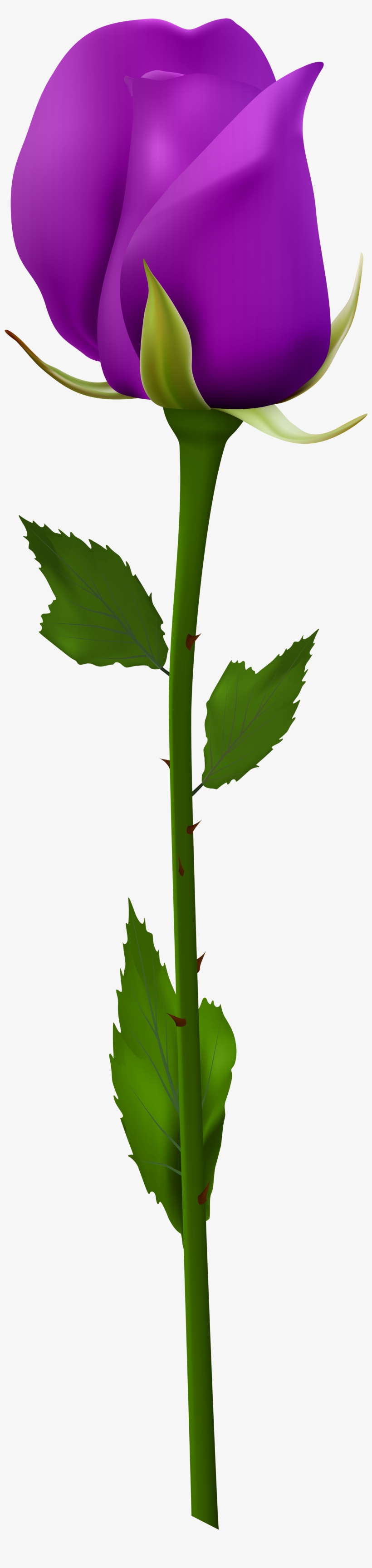 View Full Size - Long Stem Purple Rose - Free Transparent PNG Download ...