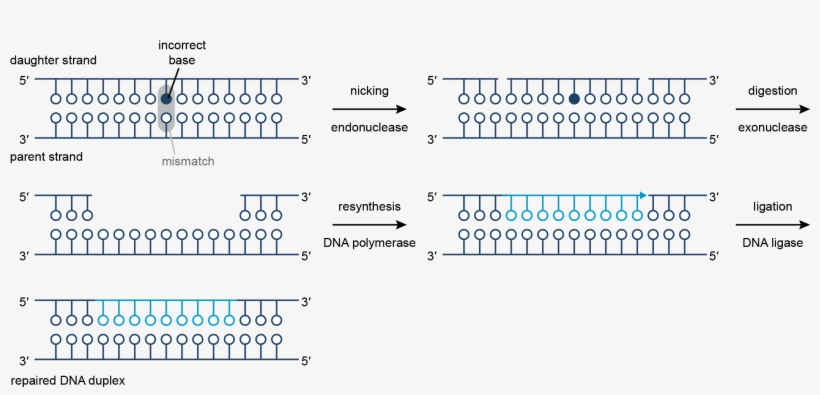Dna Mismatch Repair - Free Transparent PNG Download - PNGkey