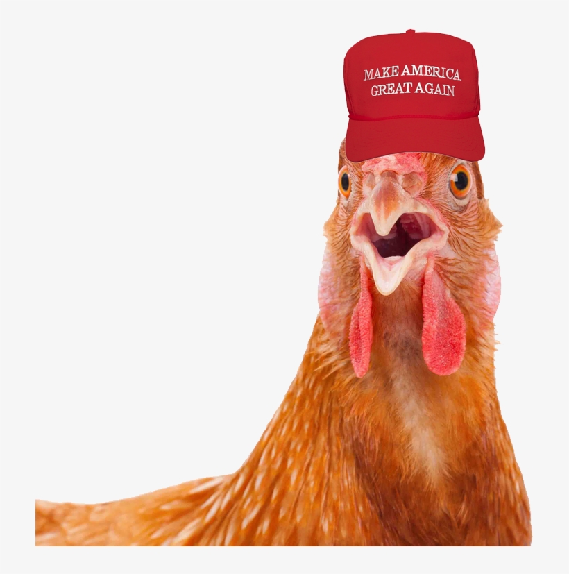 Baby Chickens In Hats