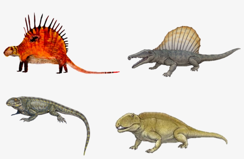 Sphenacodontidae - Angelosaurus - Free Transparent PNG Download - PNGkey