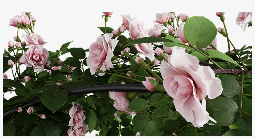 Climbing Rose Arc Bush - Garden Roses - Free Transparent PNG Download ...