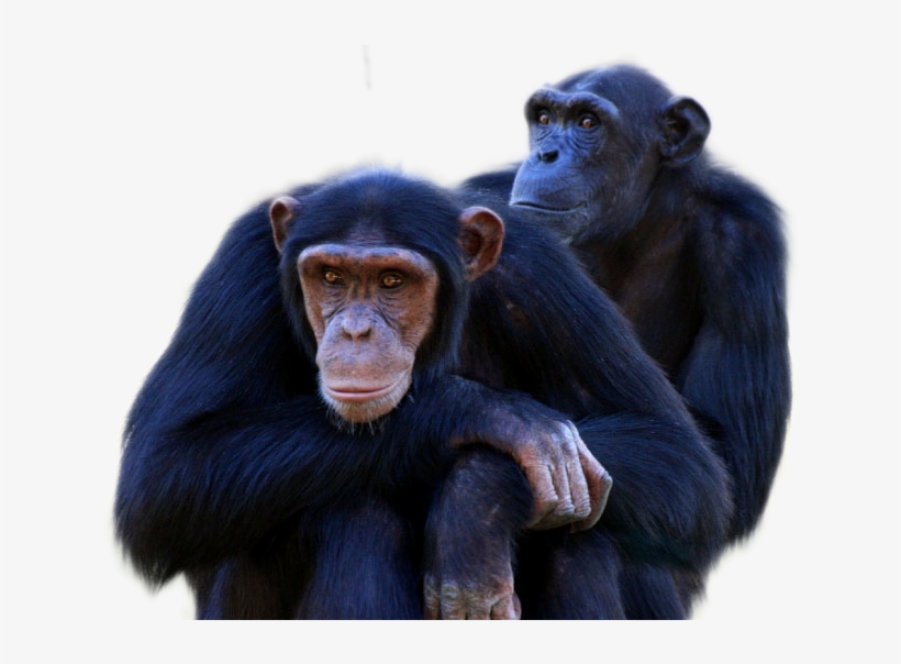 Chimpanzee Png Image - Chimpanzees Transparent - Free Transparent PNG ...