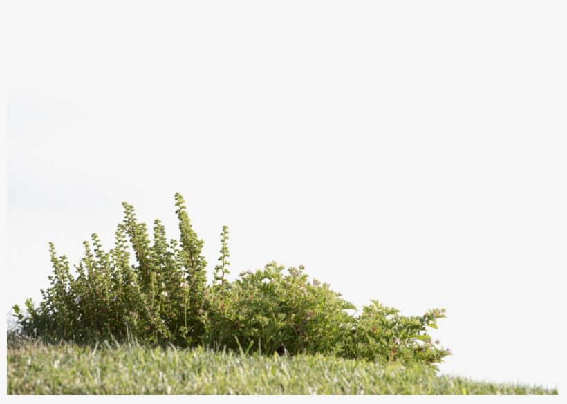Greenery Png - Cut Out Grass Png - Free Transparent PNG Download - PNGkey