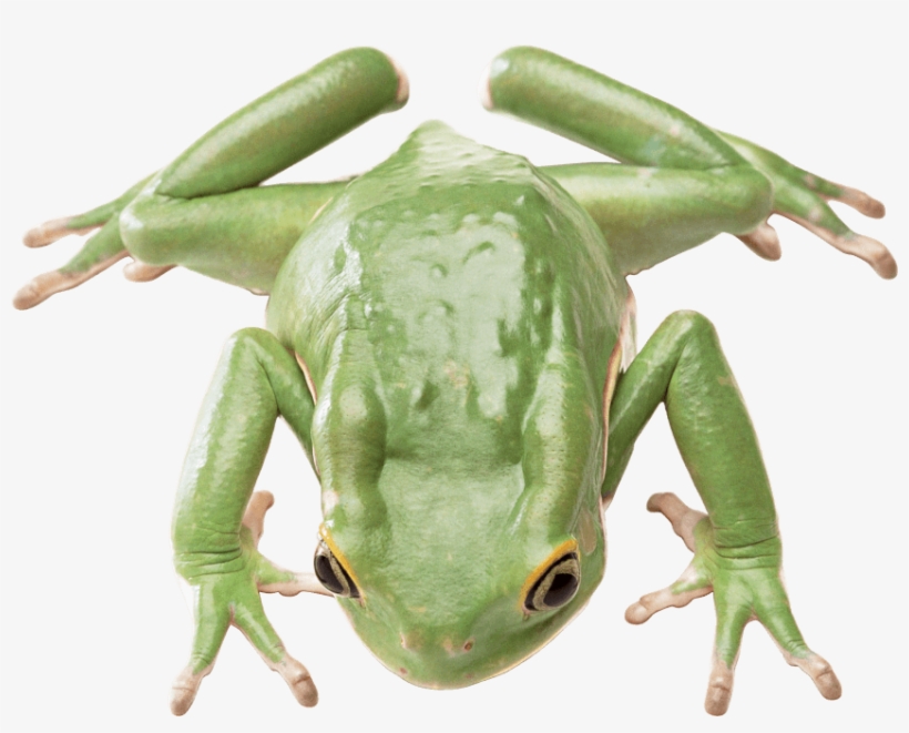 Free Png Frog Png Images Transparent - Zaby I Ropuchy Niezwykly Swiat ...