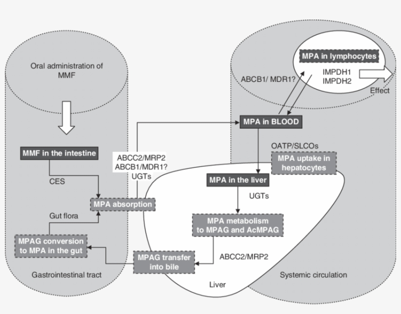 Outline Of Mycophenolate Mofetil Absorption And Dissolution - Diagram ...