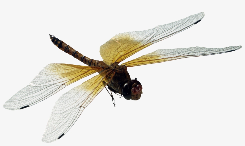 Dragonfly Png - Dragonfly Transparent Background - Free Transparent PNG ...