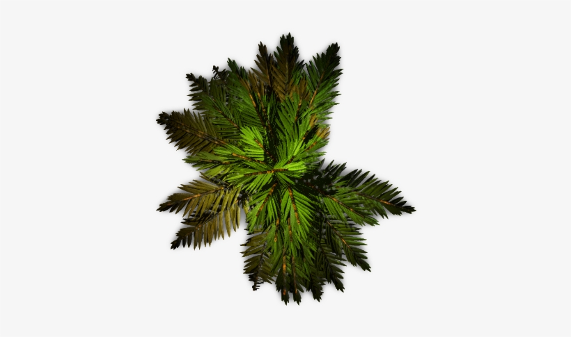 Palm Tree Plan Png - Free Transparent PNG Download - PNGkey