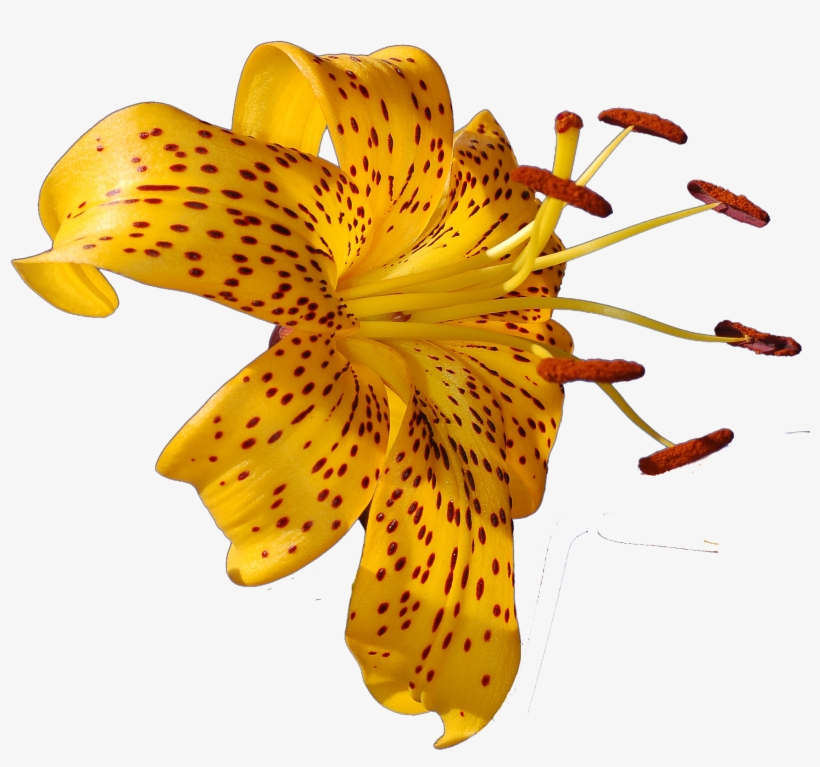 Png Images Of Tropical Flowers Png Transparent Library - Tropical ...