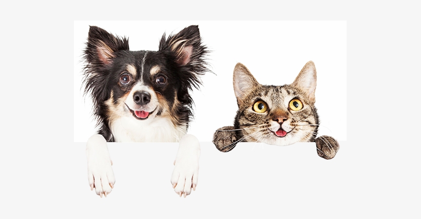 Pet Relocation - Dog And Cat Png - Free Transparent PNG Download - PNGkey