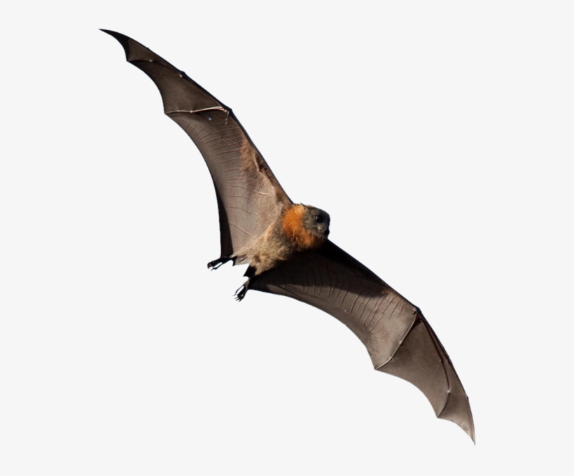 Flying Fox Png - Free Transparent PNG Download - PNGkey