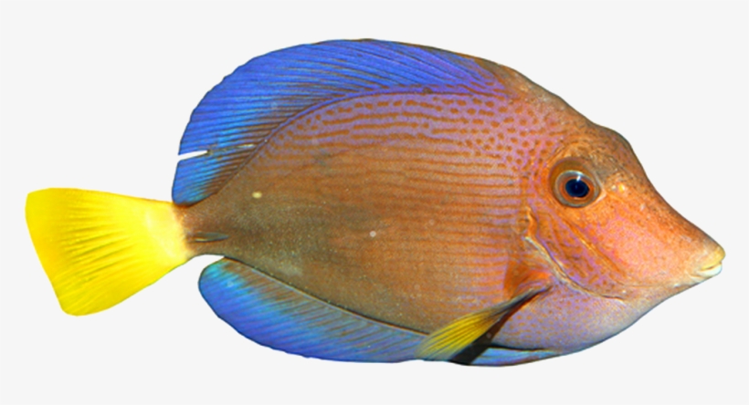 Fish - Peces Con Fondo Transparente - Free Transparent PNG Download ...