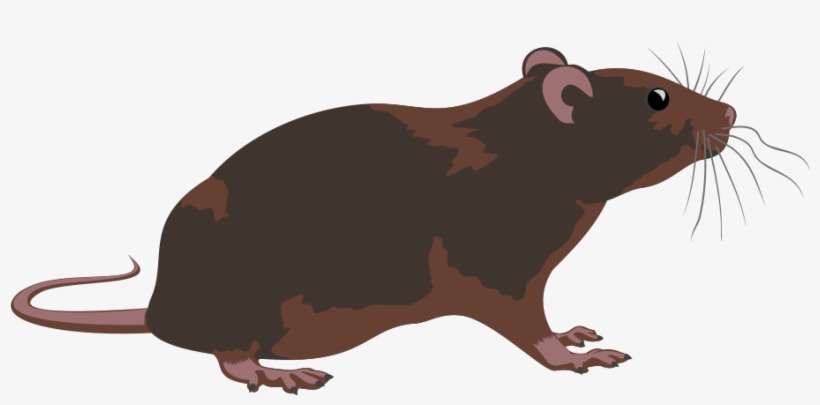 Rodent Control Mesa Arizona - Rodent - Free Transparent PNG Download ...