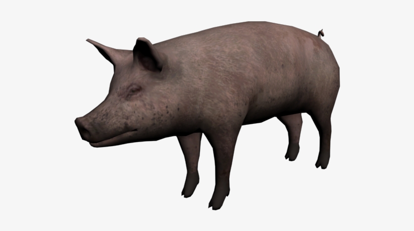 Pig - Cerdo Png - Free Transparent PNG Download - PNGkey