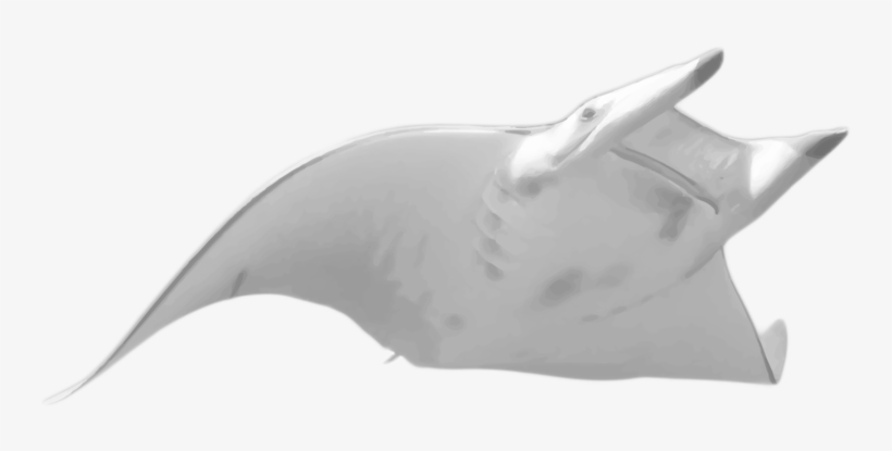 Manta Ray Png Pluspng - Transparent Manta Ray Png - Free Transparent ...