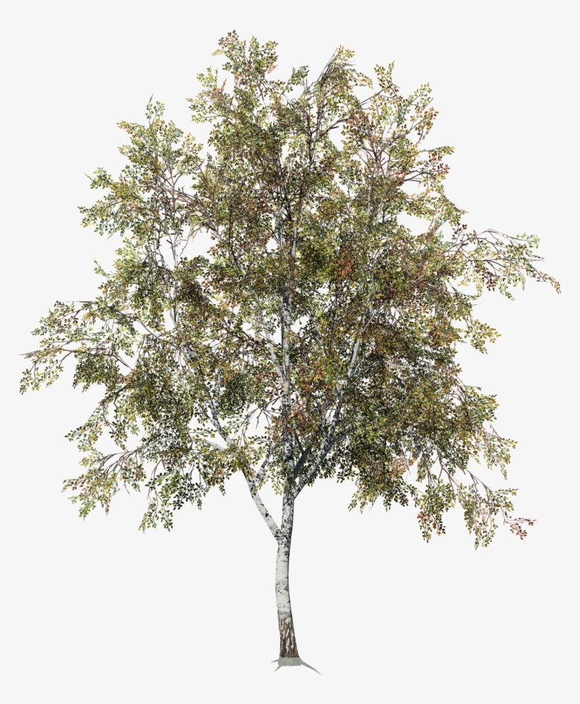 Desktop Field - Paper Birch - Free Transparent PNG Download - PNGkey