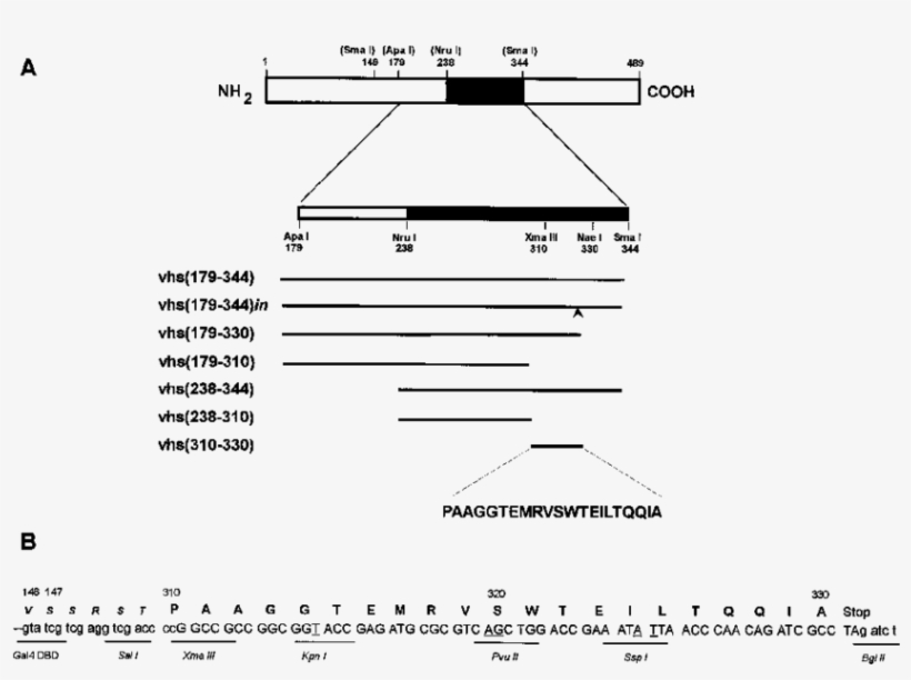 Schematic Representation Of The Hsv 1 Vhs Gene And - Schematic - Free ...