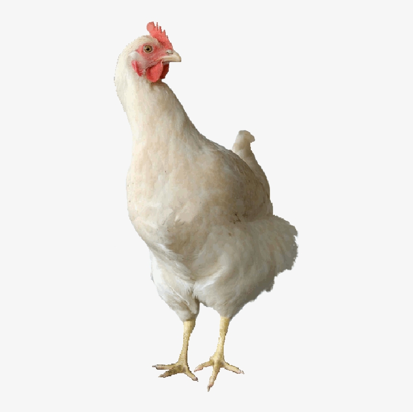 Tetra Amber - Chicken - Free Transparent PNG Download - PNGkey