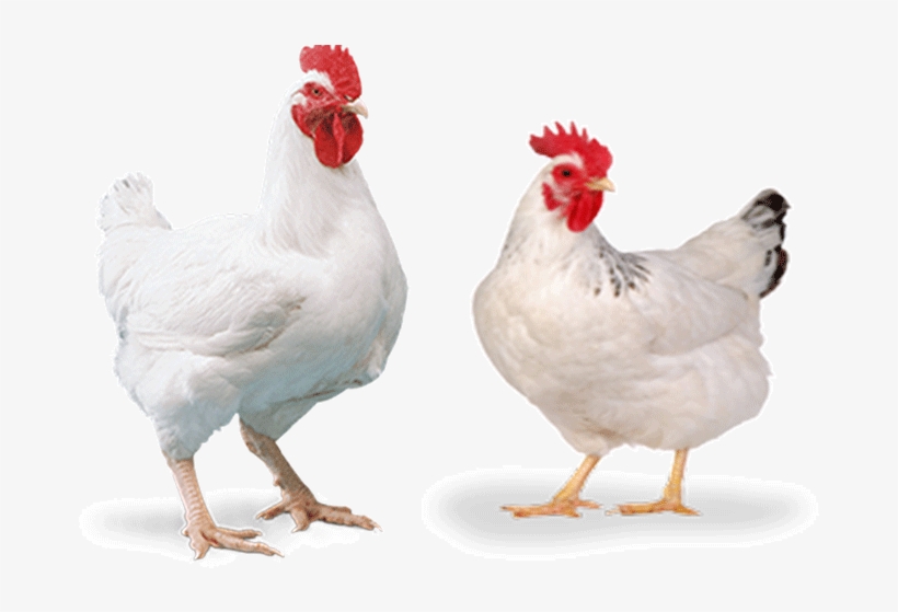 Murgi Palan Ki Jankari Hindi Me - Boylar Murgi - Free Transparent PNG ...