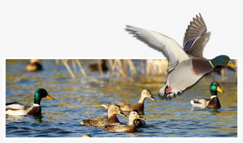 Mallard - Free Transparent PNG Download - PNGkey
