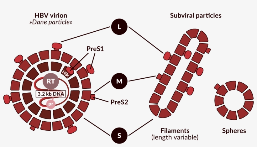 Schematic Representation Of The Hbv Virion And Non-infectious - Free ...