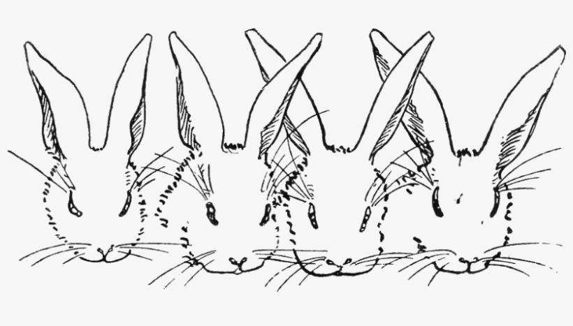 Peter Rabbit Albert 09 - Black And White Peter Rabbit - Free ...