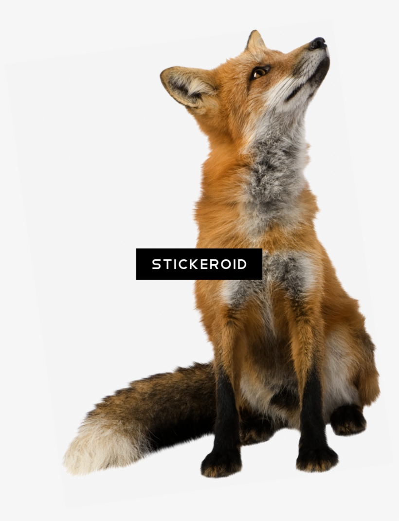 Fox - Fox Images Transparent Background - Free Transparent PNG Download ...