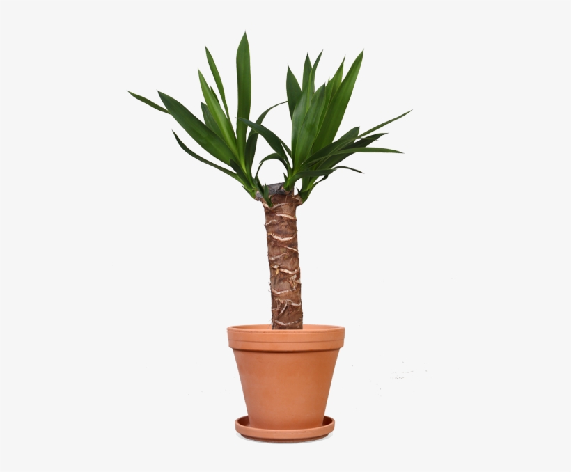 Yucca 14 Terracotta - Maya Palme - Free Transparent PNG Download - PNGkey