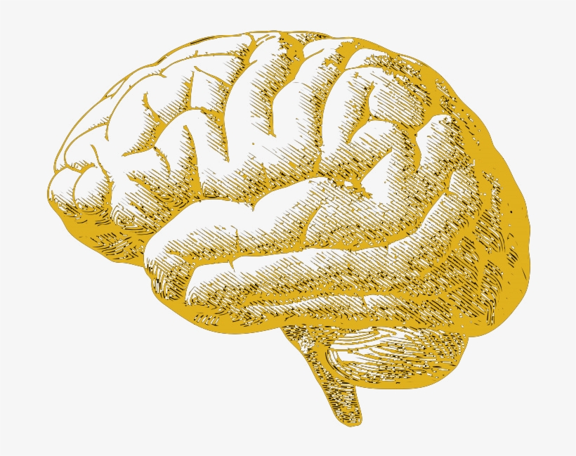 Creative Brain Png - Free Transparent PNG Download - PNGkey