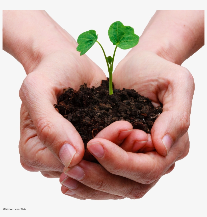 Should Finally Ensure Associated - Hand With Seed Png - Free ...