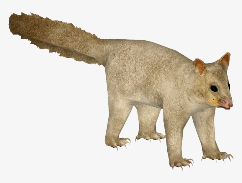 Common Brushtail Possum 3 - Wiki - Free Transparent PNG Download - PNGkey