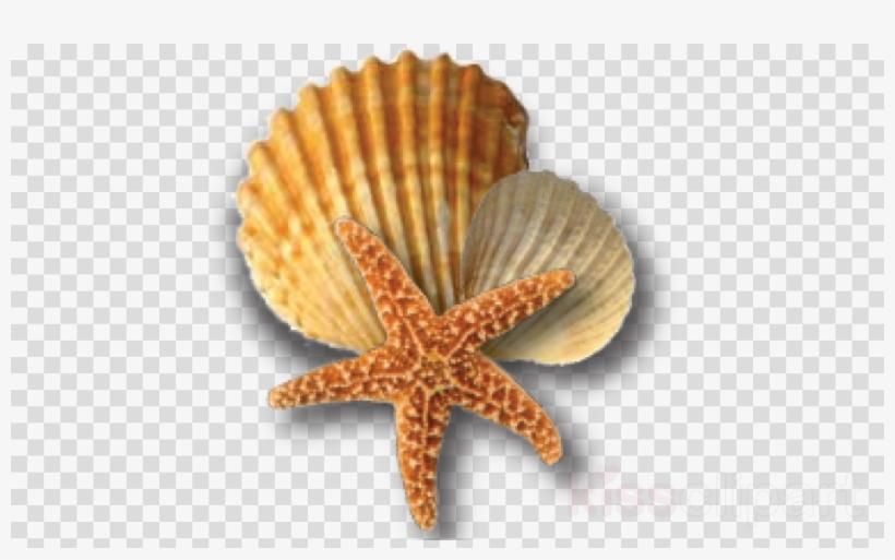 Sea Shells Png Clipart Starfish Seashell Oyster - Bathroom Rules ...