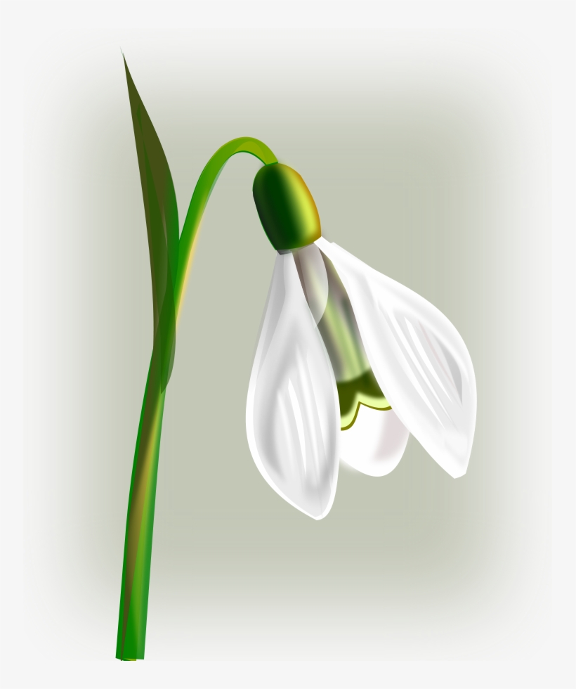 Snowdrop Png - Free Transparent PNG Download - PNGkey