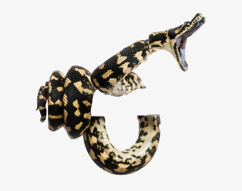 Snake Snakes Coiled Striking Boa Constrictor Boaconstri - Python Snakes ...