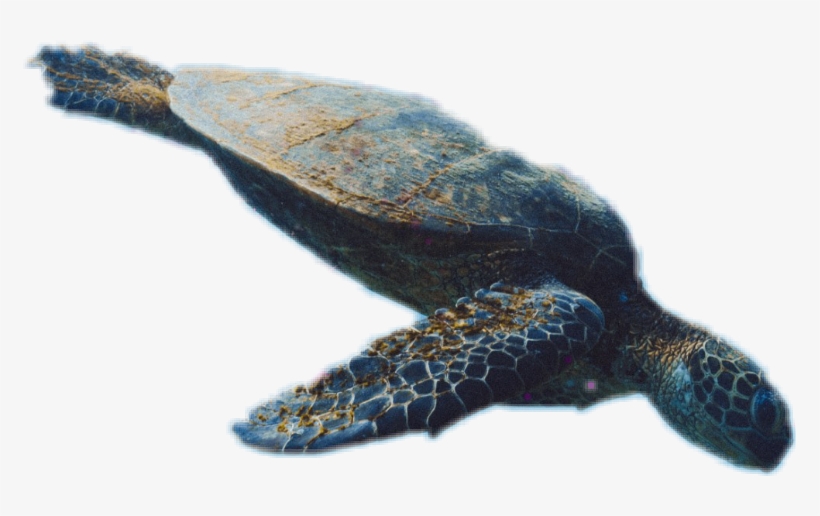 Turtle - Free Transparent PNG Download - PNGkey
