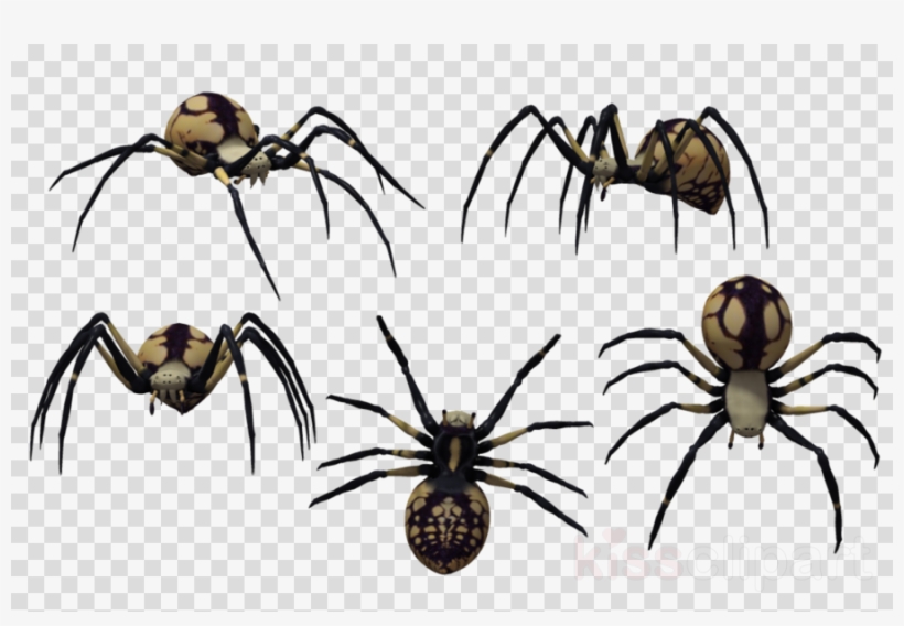 Black Widow Spider Side View Clipart Spider Southern - Latrodectus ...