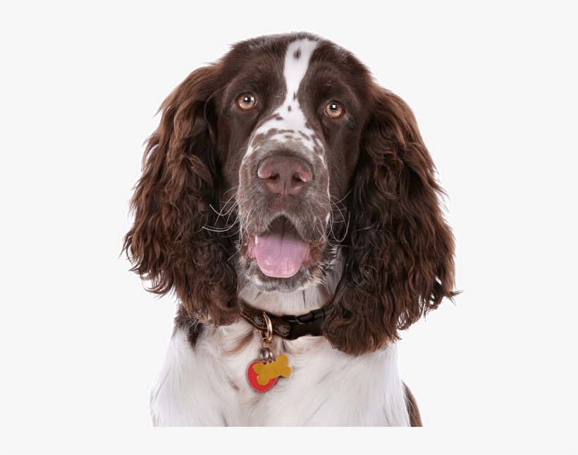 English Springer Spaniel - Free Transparent PNG Download - PNGkey