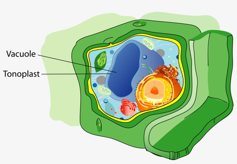 Plant Cell Structure - Free Transparent PNG Download - PNGkey