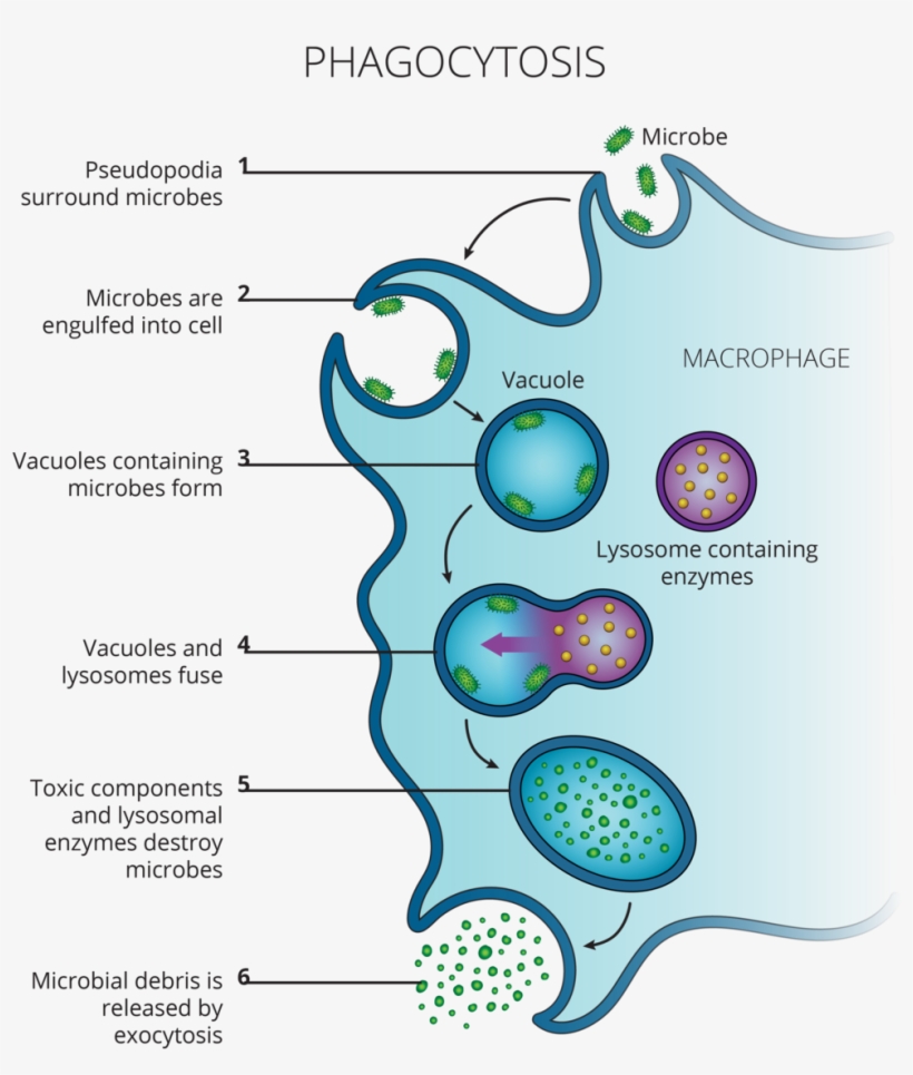 15 Micr 271 Module 3 2d - Free Transparent PNG Download - PNGkey