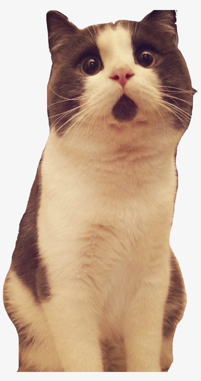 Banye Surprised Cat Looking Up - Scared Cat Transparent Background ...