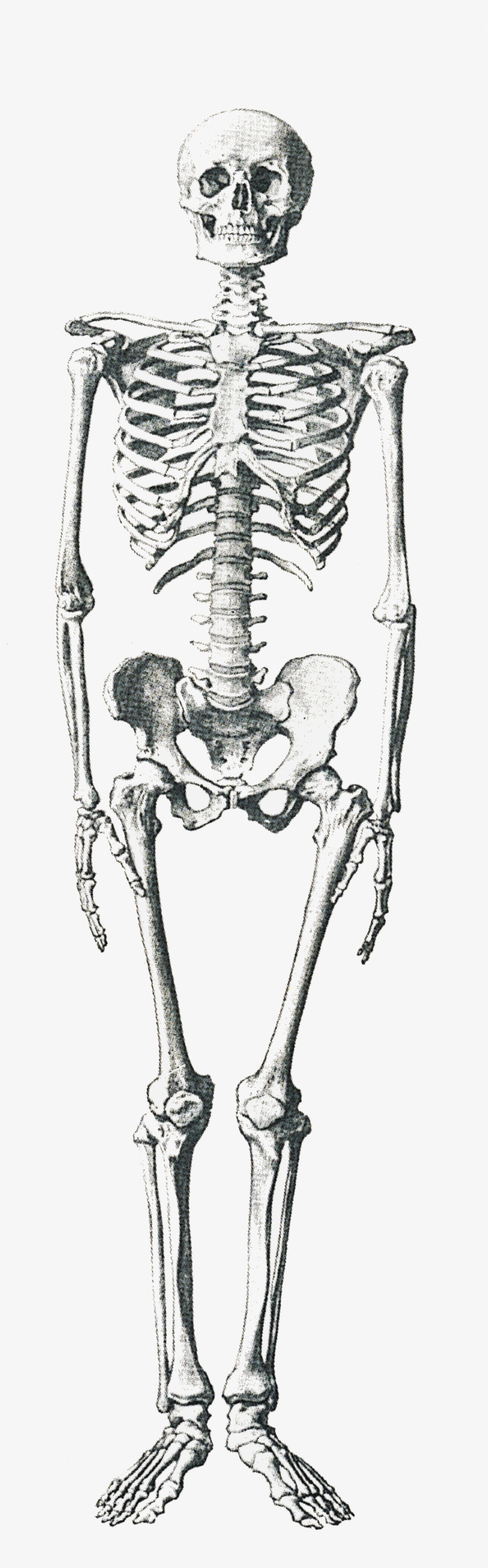 Skeleton Leg Drawing