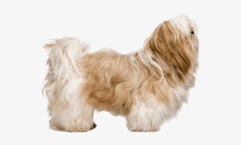 Appearance Of Shih Tzu - Shih Tzu Biggest Size - Free Transparent PNG ...
