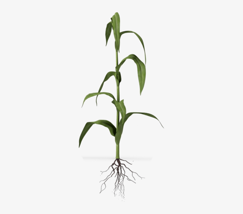Corn Plant Development - Houseplant - Free Transparent PNG Download ...