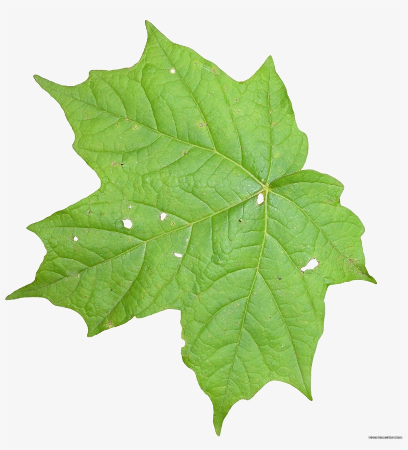 Free Download Of - Leaves Texture Png - Free Transparent PNG Download ...
