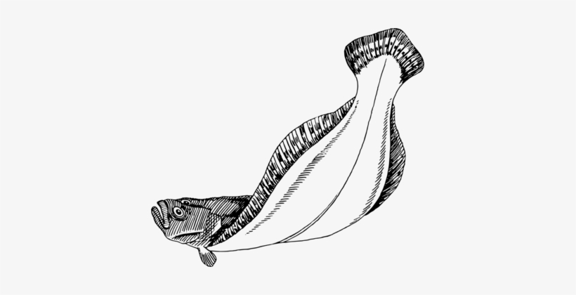 Flatfish Halibut Flounder Computer Icons European Plaice - Drawing ...