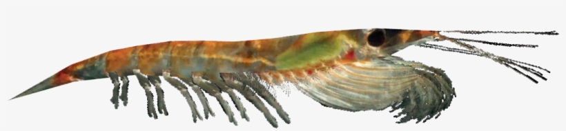 Krill - Antarctic Krill - Free Transparent PNG Download - PNGkey
