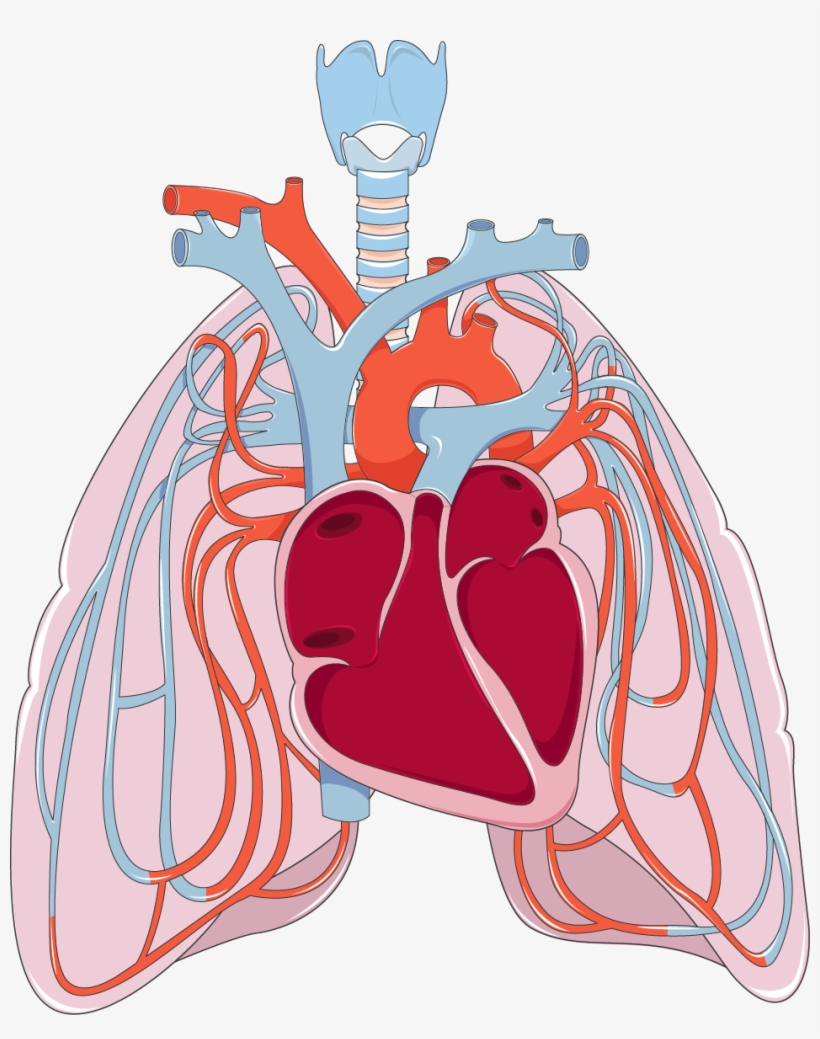 Jpg Download Clipart Pulmonary Circulation Cute Borders - Lungs And ...