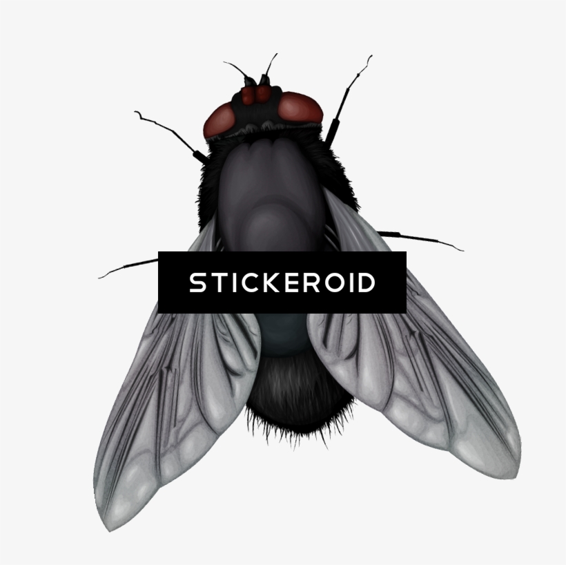 Fly Insects - House Fly - Free Transparent PNG Download - PNGkey