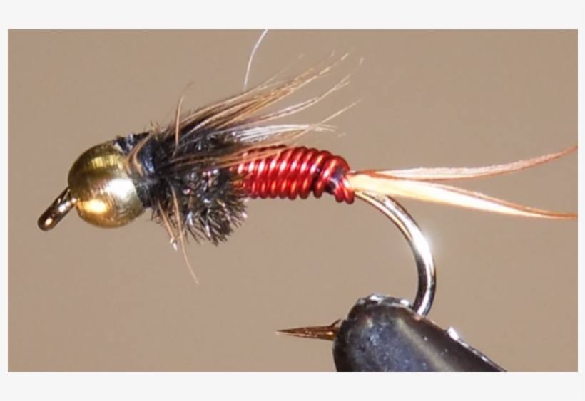 Red Copper John - Insect - Free Transparent PNG Download - PNGkey